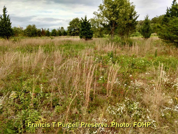 Francis T. Purcell Preserve